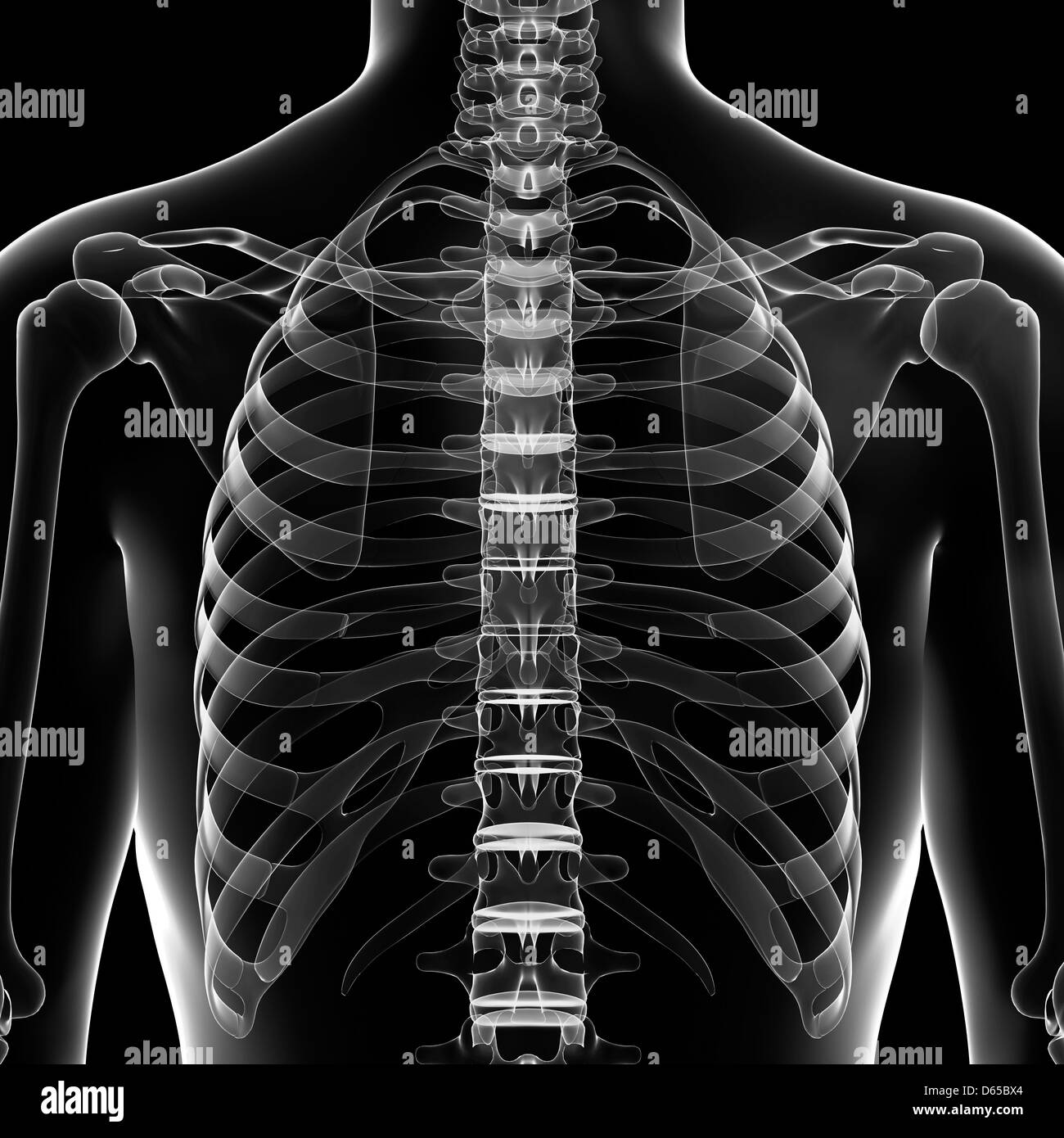 Anatomia Torace Foto e Immagini Stock in Bianco e Nero - Alamy