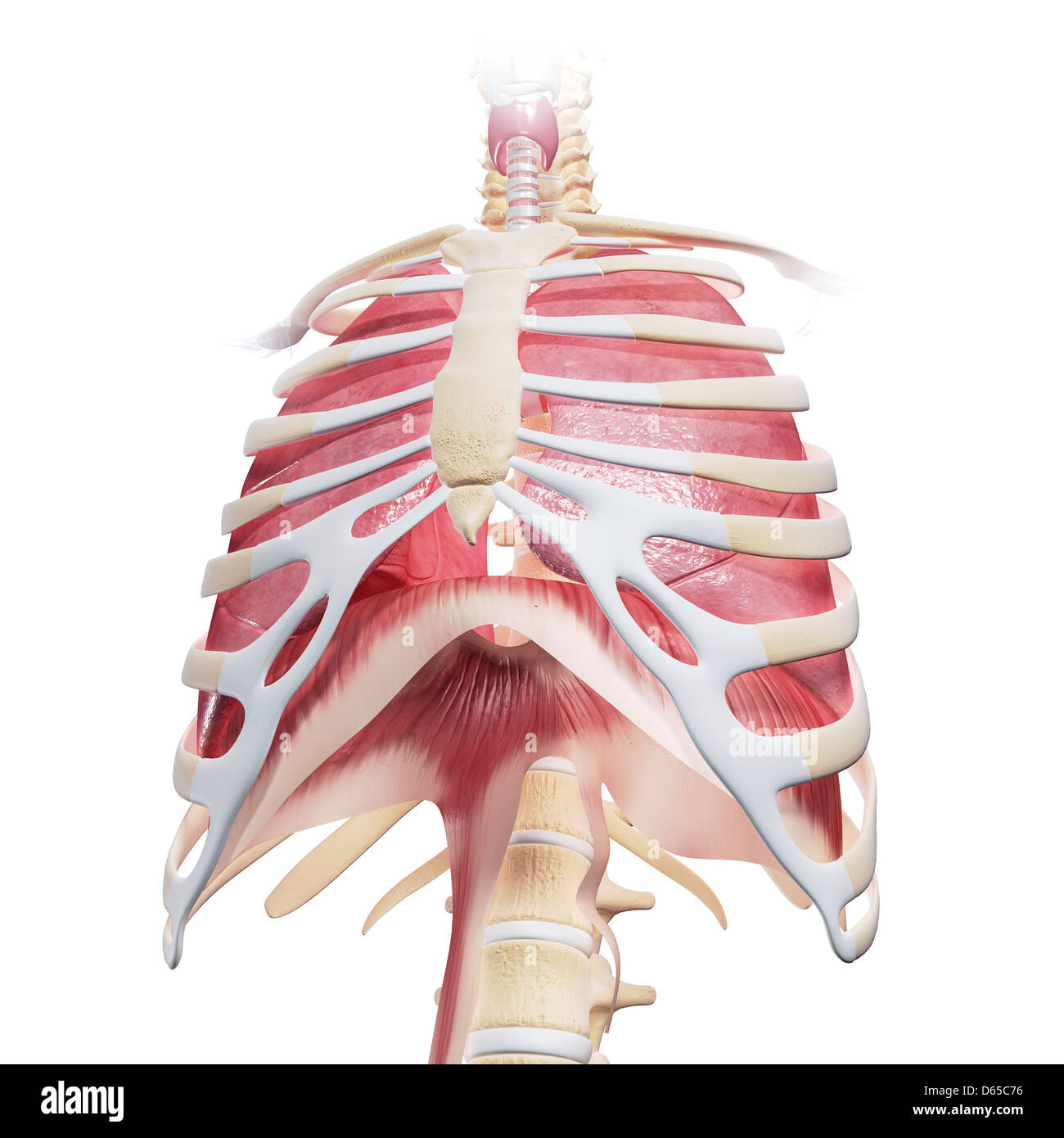 Bauiere bajo immagini e fotografie stock ad alta risoluzione - Alamy