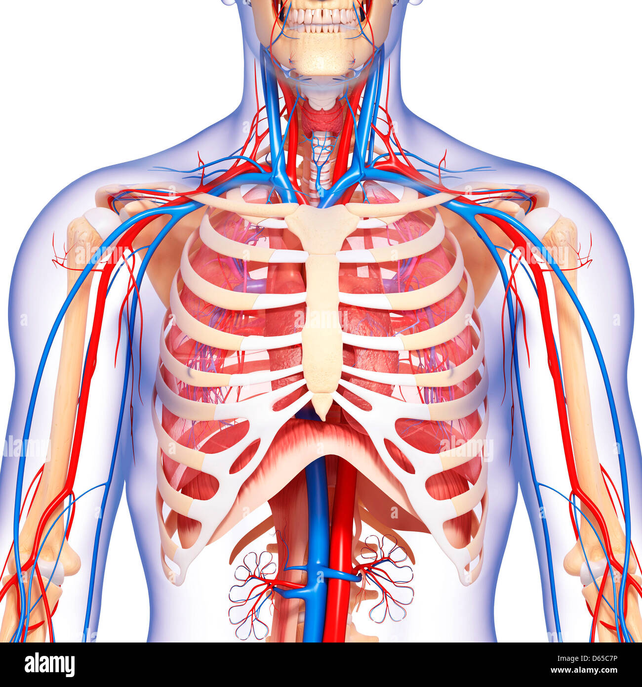 Anatomia torace immagini e fotografie stock ad alta risoluzione - Alamy