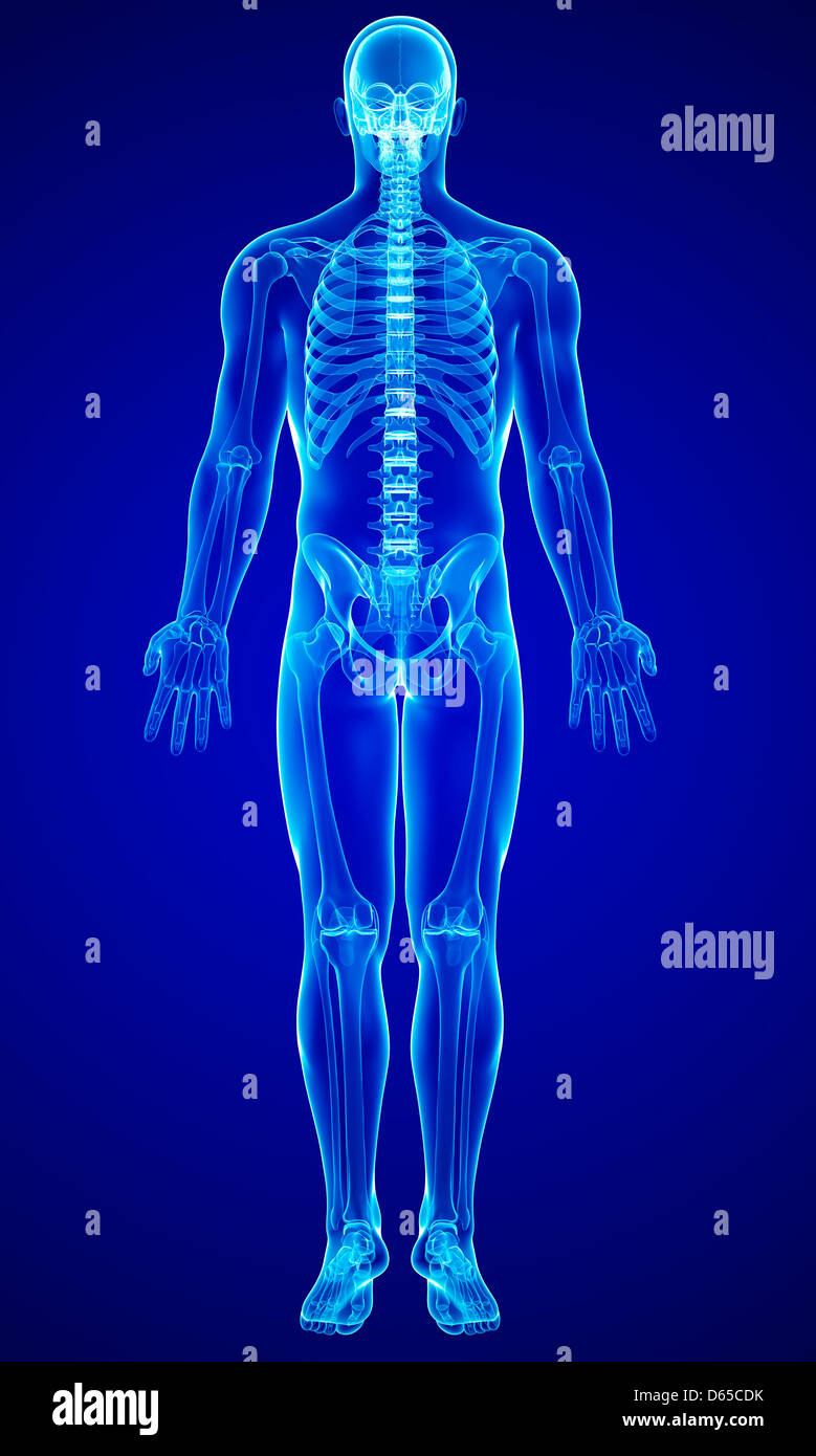 Scheletro umano fronte retro immagini e fotografie stock ad alta ...