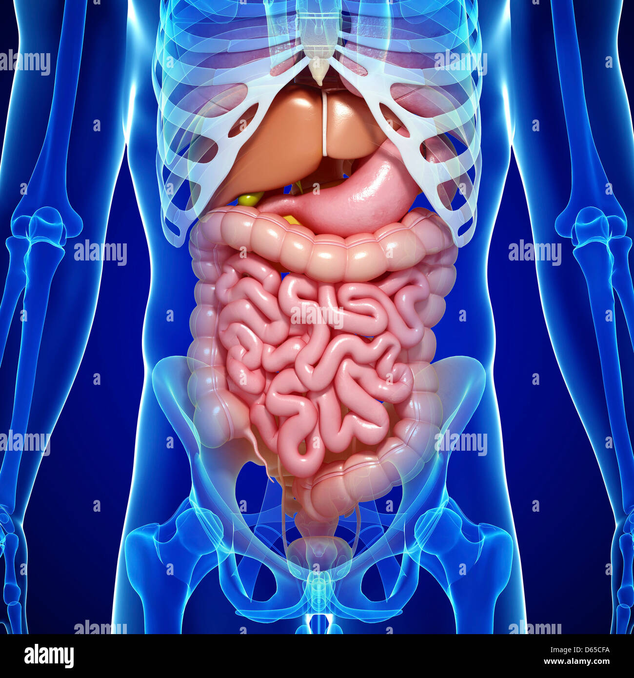 Illustrazione Di Anatomia Dello Stomaco Umano Immagini e Fotos Stock ...