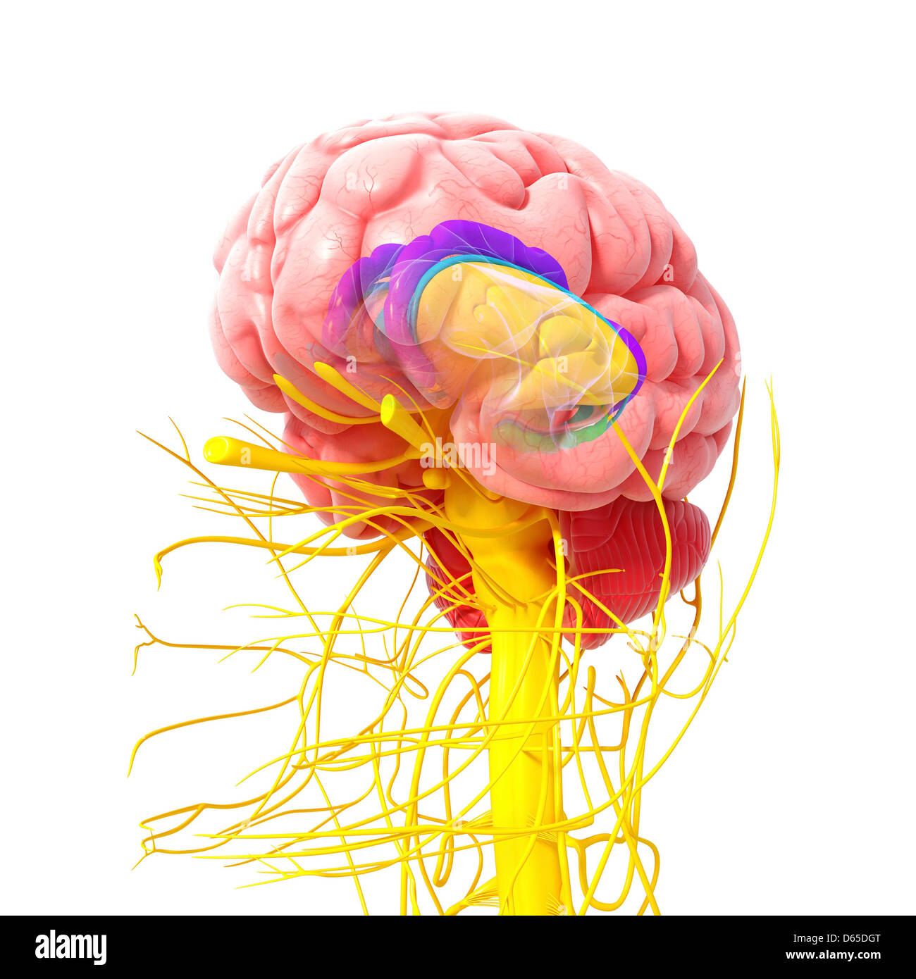 Anatomia del cervello, artwork Foto stock - Alamy