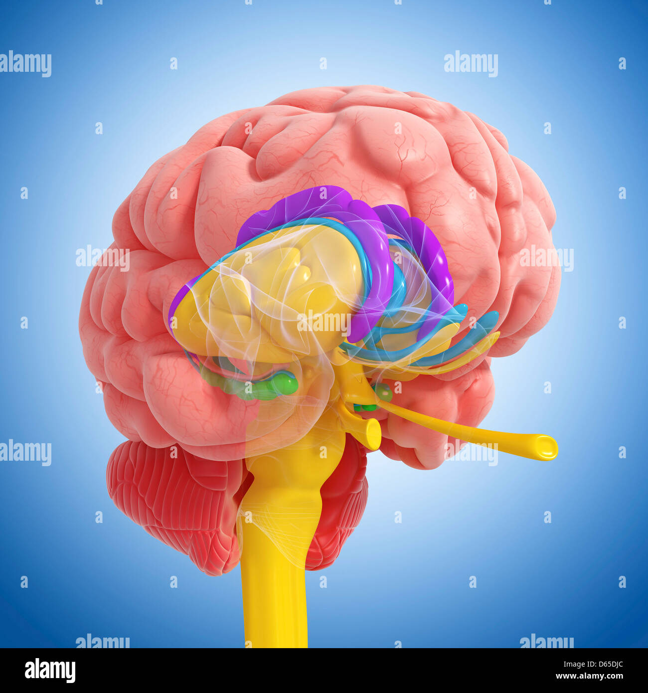 Anatomia del cervello, artwork Foto stock - Alamy