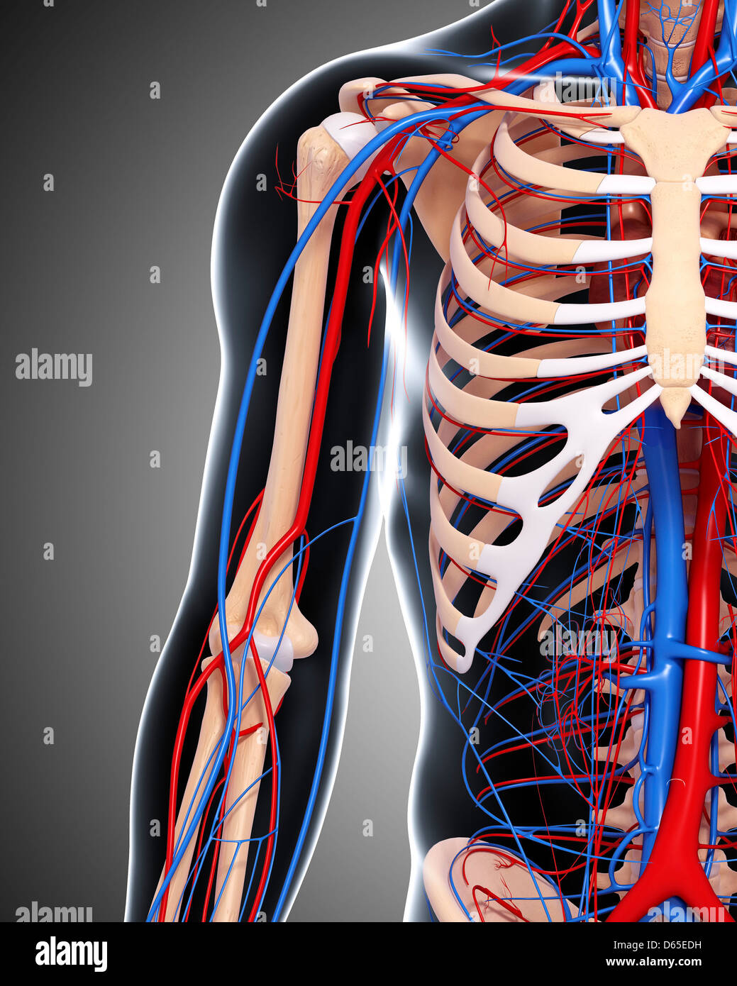 Upper body anatomy immagini e fotografie stock ad alta risoluzione - Alamy