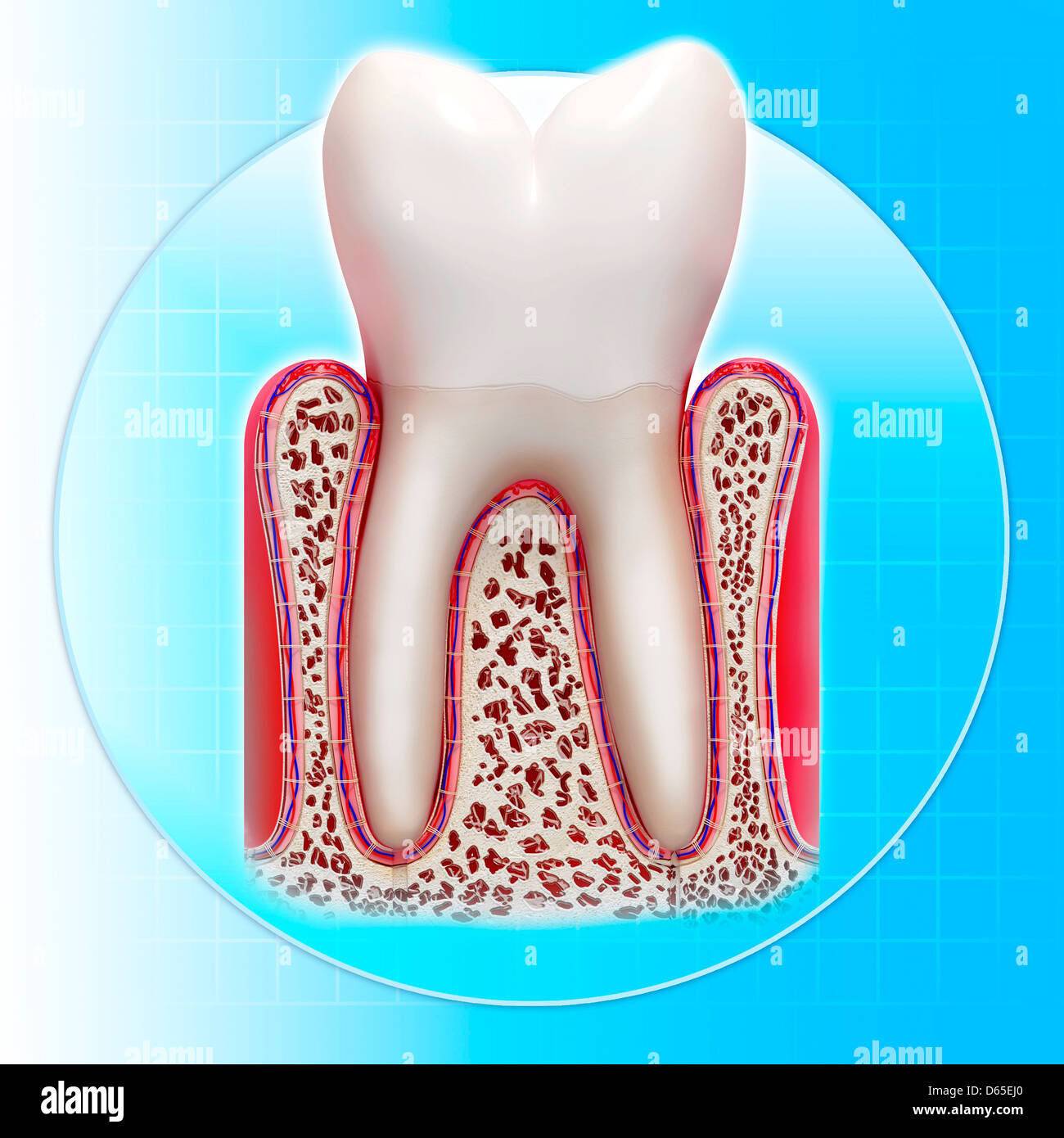 Anatomia Del Dente Immagini e Fotos Stock - Alamy