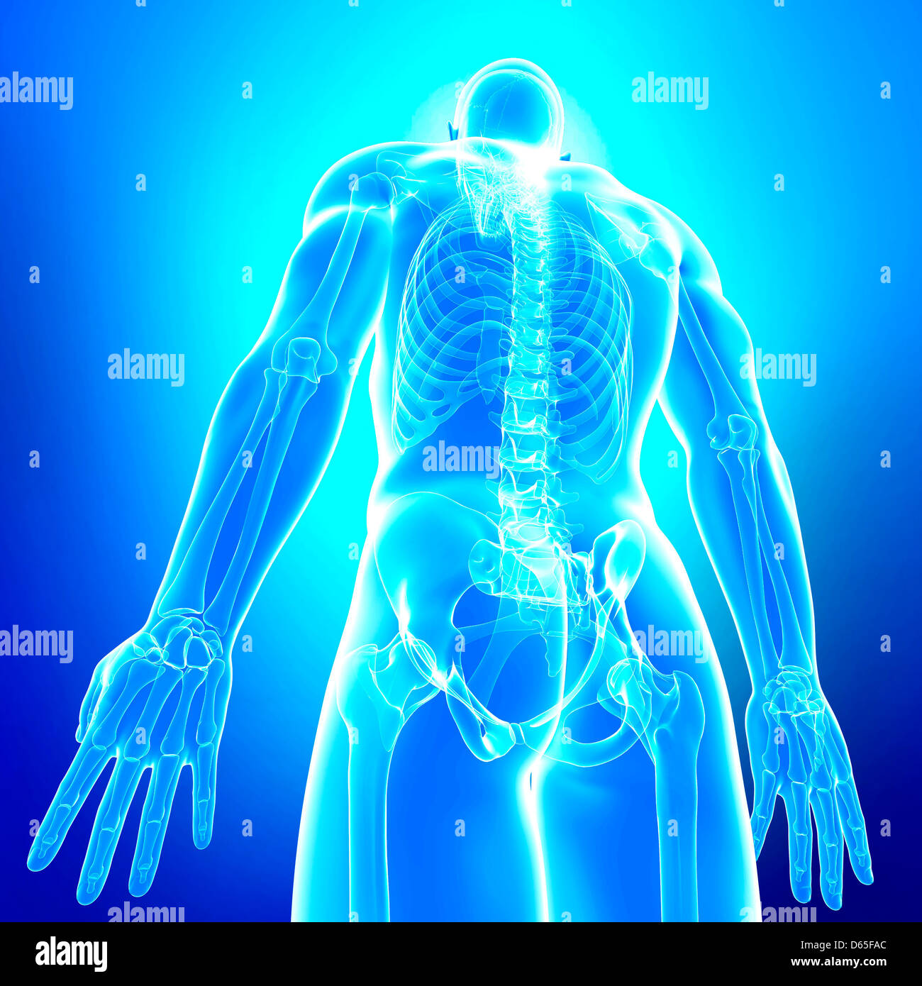 Vista posteriore dello scheletro immagini e fotografie stock ad alta ...