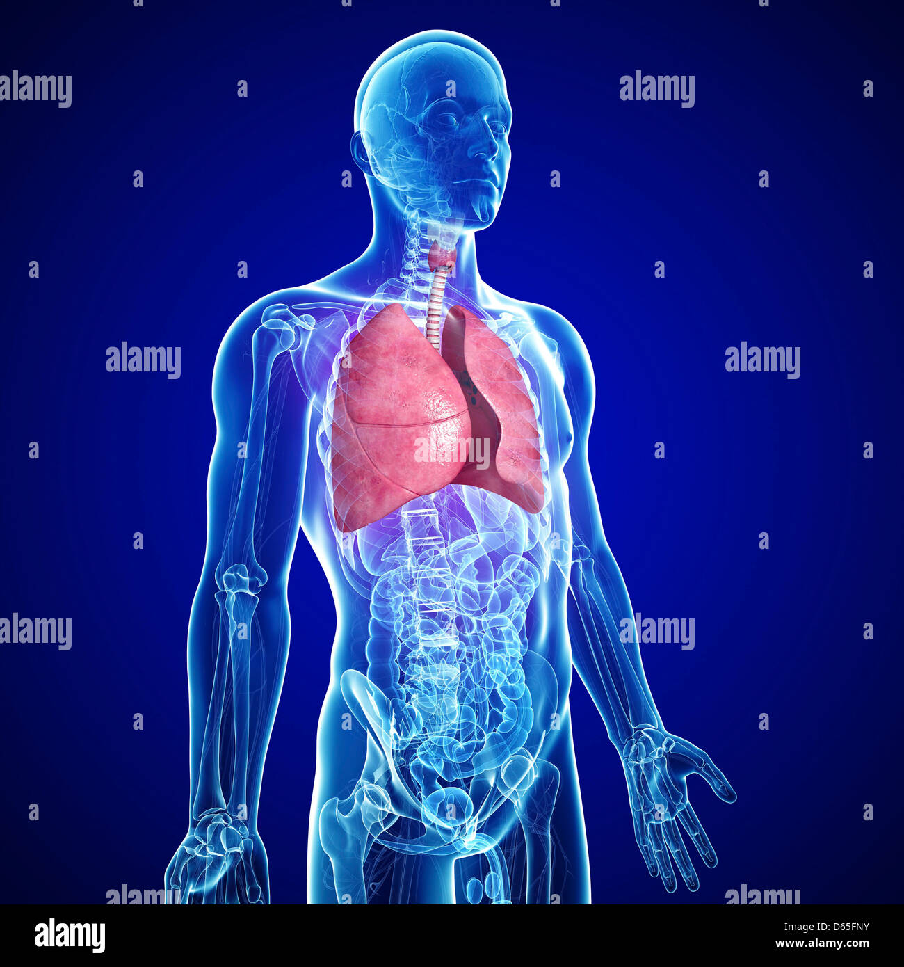 Polmoni sani immagini e fotografie stock ad alta risoluzione - Alamy