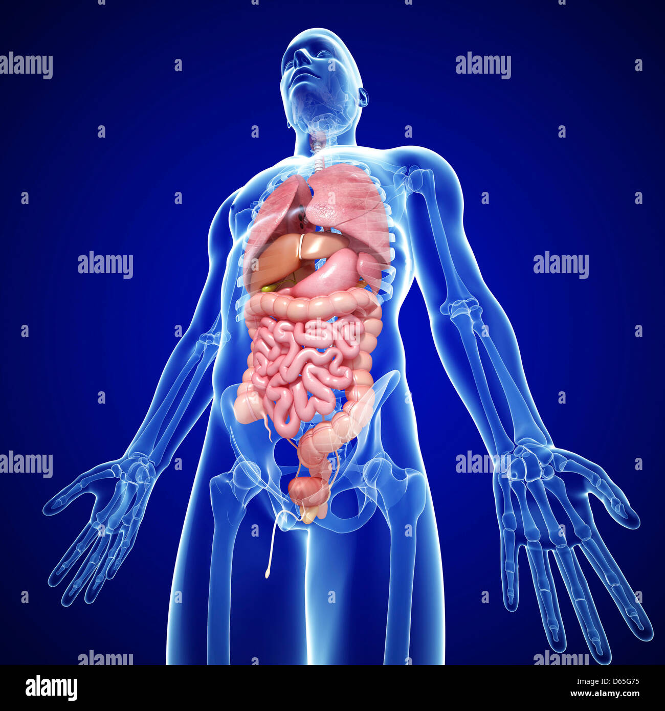 Anatomia pelvica maschile immagini e fotografie stock ad alta ...