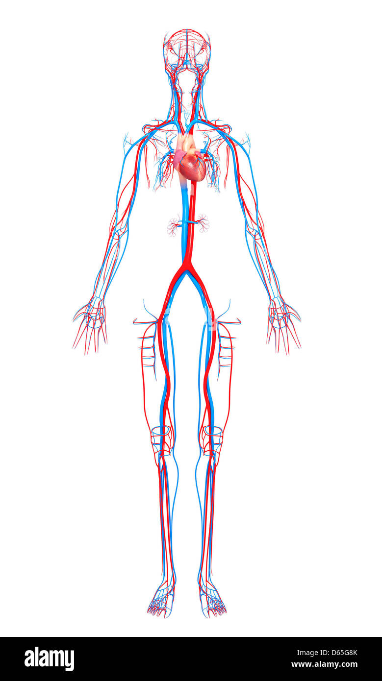 Arteria carotide esterna immagini e fotografie stock ad alta ...