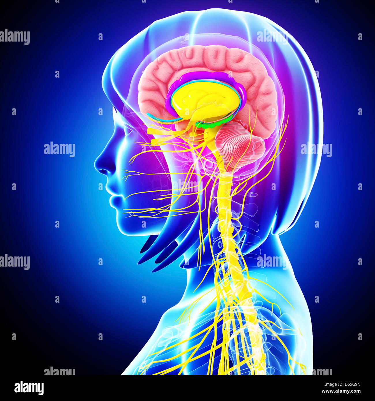 Anatomia del cervello, artwork Foto stock - Alamy