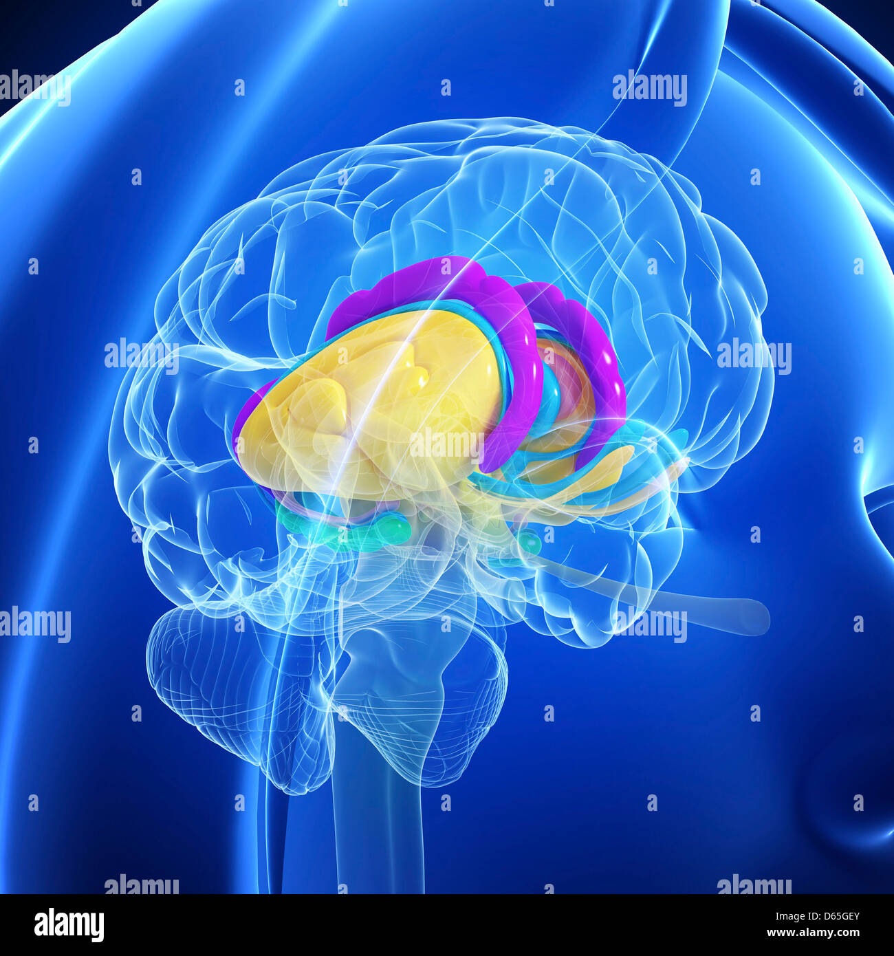 Anatomia Del Cervello Umano Immagini e Fotos Stock - Pagina 13 - Alamy