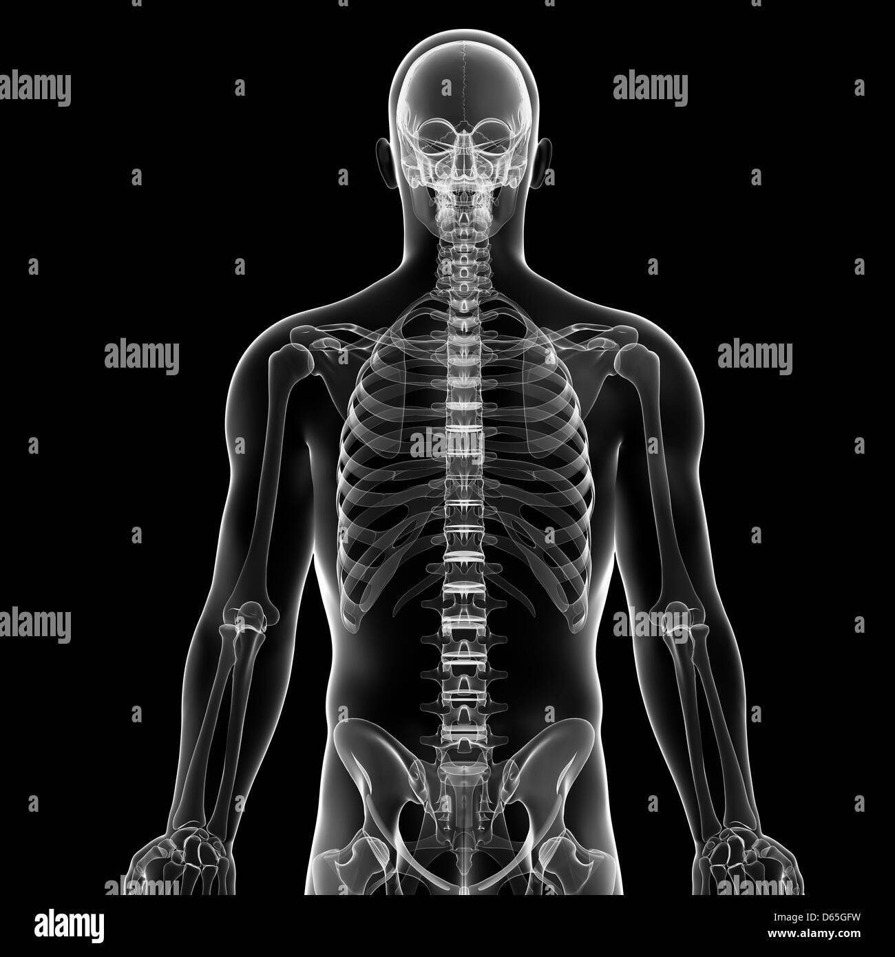 Scheletro Umano Maschile Immagini e Fotos Stock - Alamy