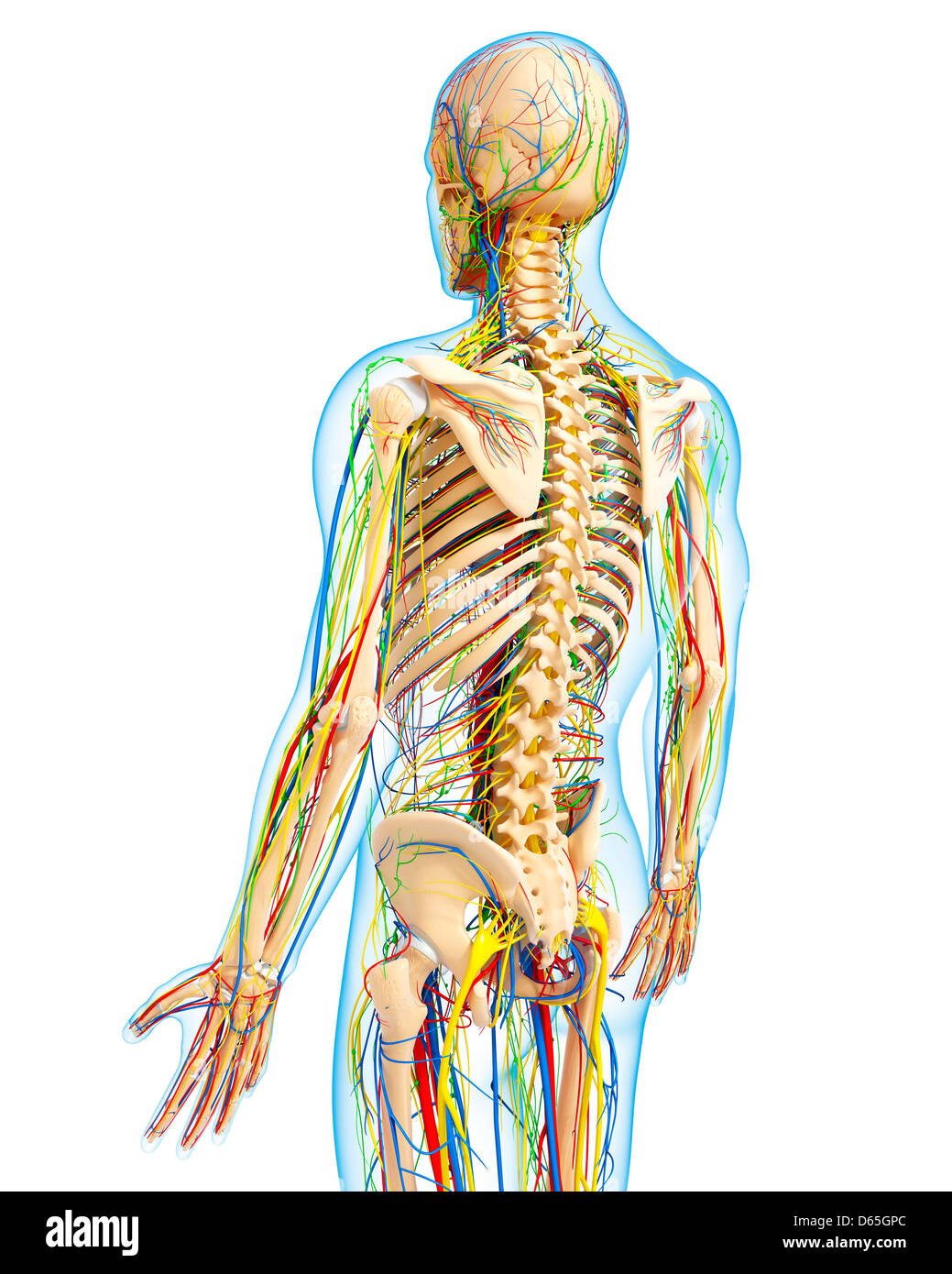 Anatomia Umana, artwork Foto stock - Alamy