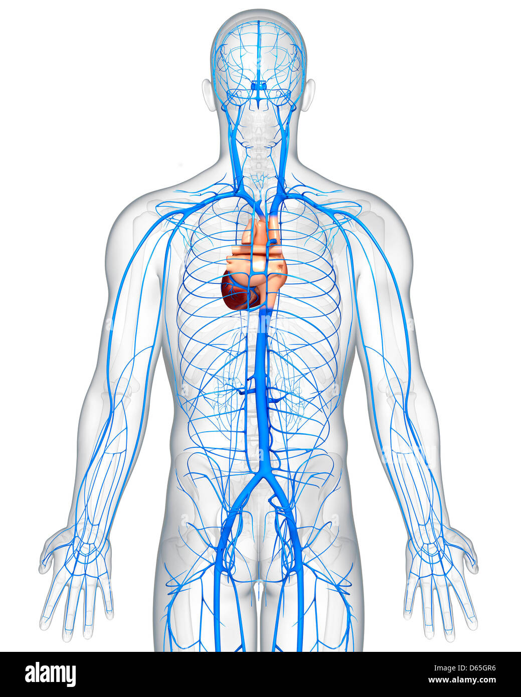 Vene del corpo Immagini e Fotos Stock - Alamy