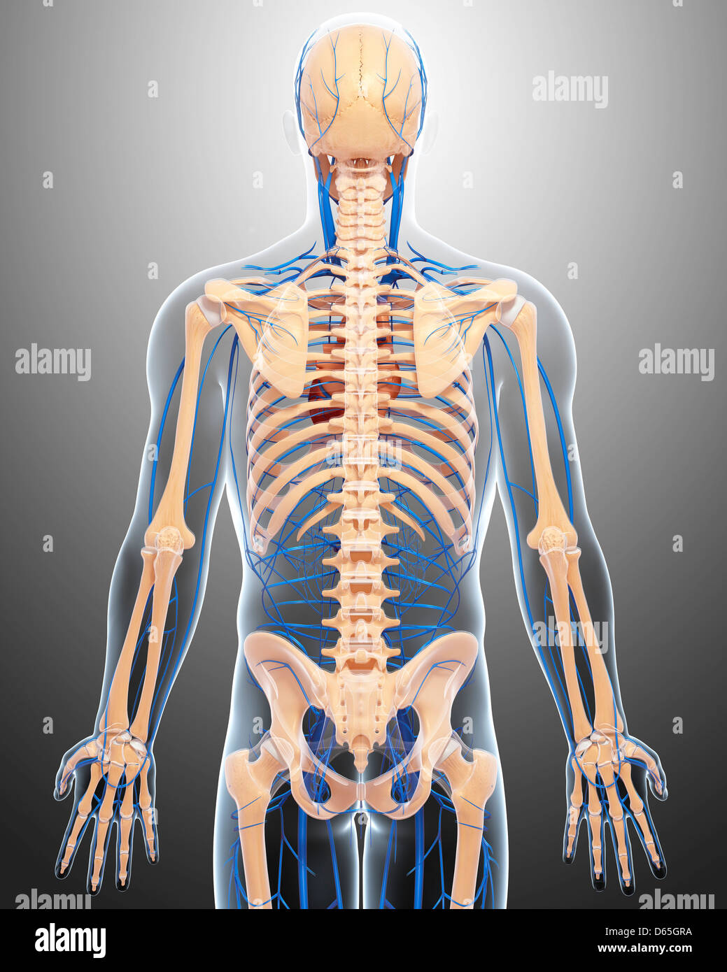 Vene del corpo immagini e fotografie stock ad alta risoluzione - Alamy