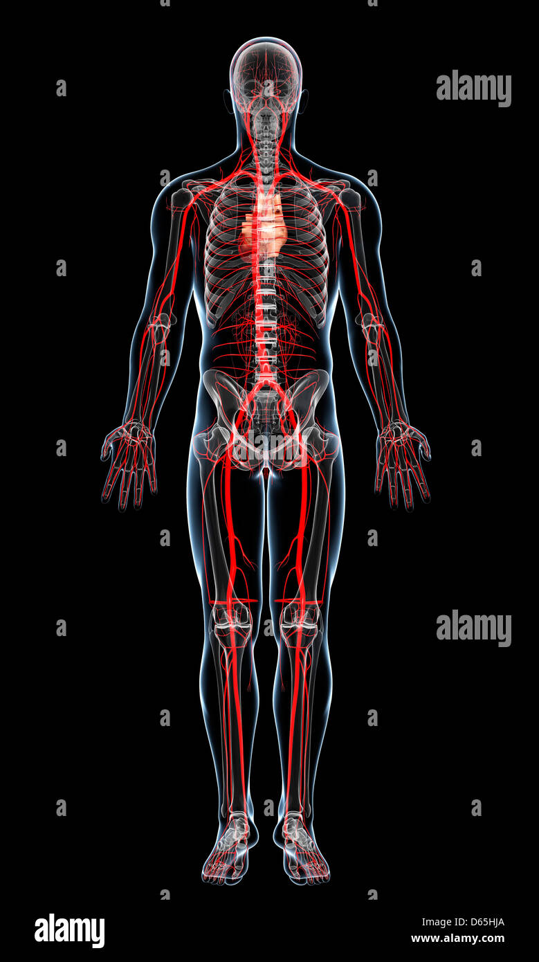 Anatomia Delle Arterie Immagini e Fotos Stock - Alamy