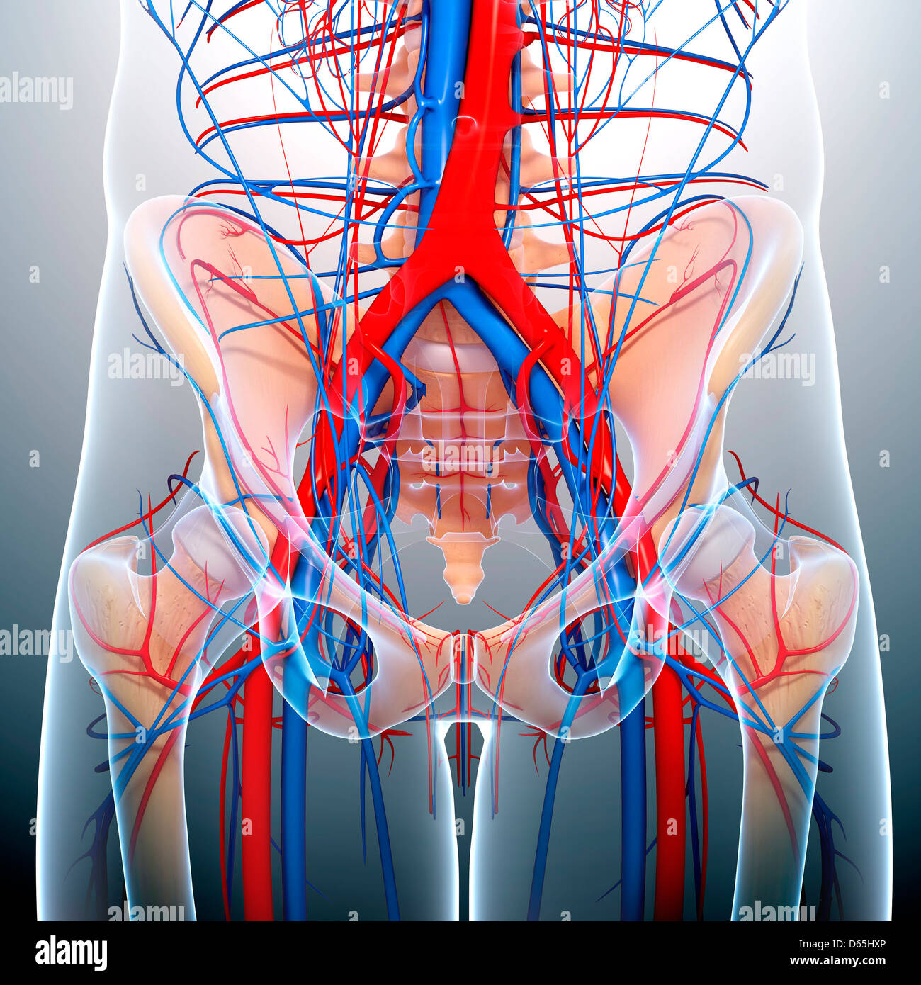 Anatomia bacino immagini e fotografie stock ad alta risoluzione - Alamy