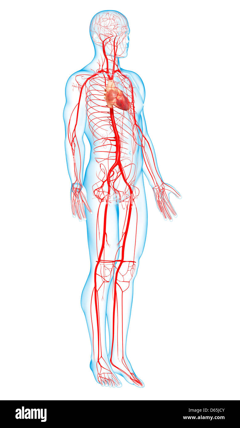 Arterie Del Corpo Immagini e Fotos Stock - Alamy