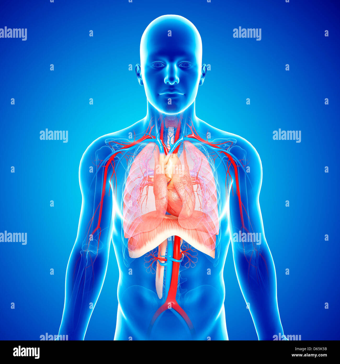 Anatomia del higado y torax immagini e fotografie stock ad alta ...