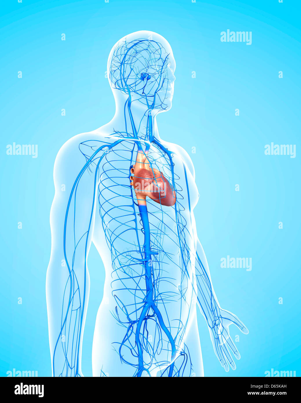 Vena iliaca esterna immagini e fotografie stock ad alta risoluzione - Alamy