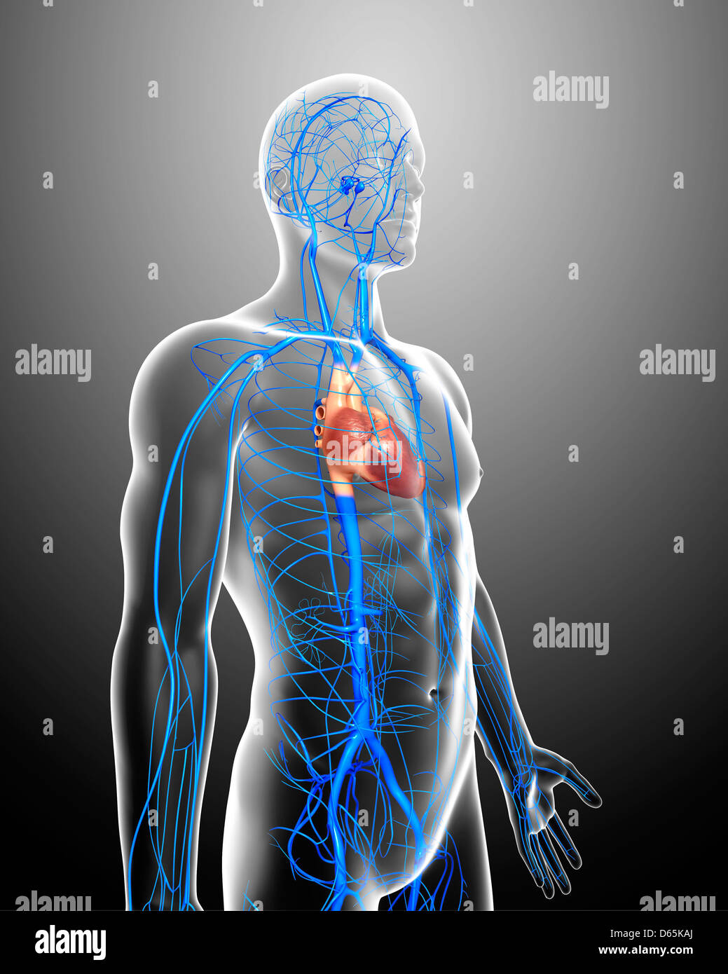 Vena iliaca esterna immagini e fotografie stock ad alta risoluzione - Alamy