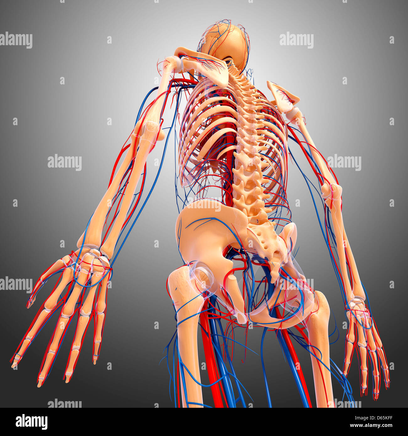Anatomia umana posteriore immagini e fotografie stock ad alta ...