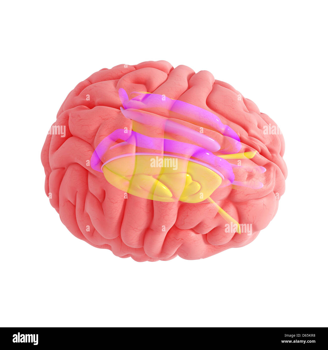 Anatomia del mesencefalo umano Immagini senza sfondo e Foto Stock ...