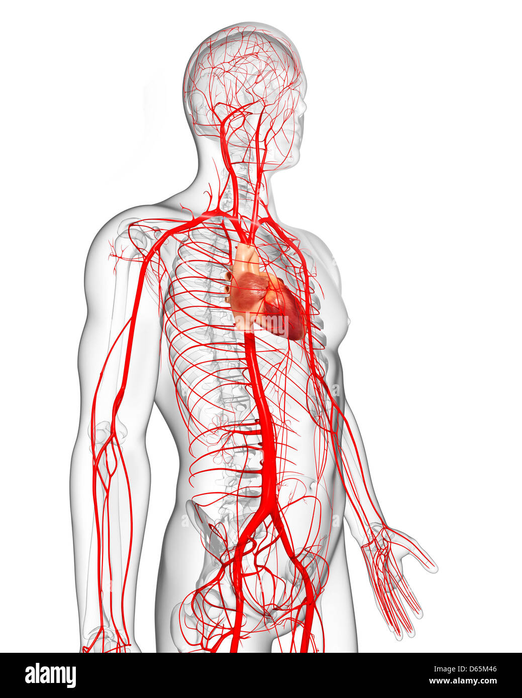Anatomia Delle Arterie Immagini e Fotos Stock - Alamy