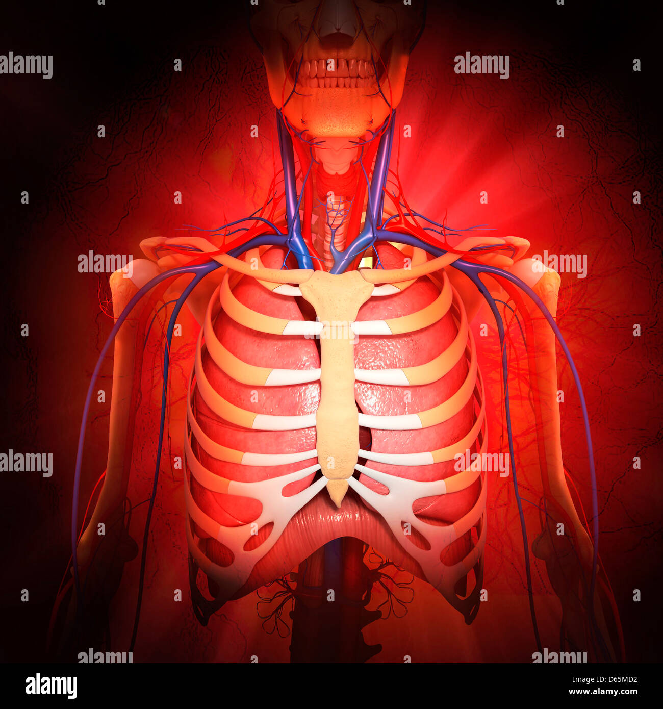 Anatomia del higado y torax immagini e fotografie stock ad alta ...