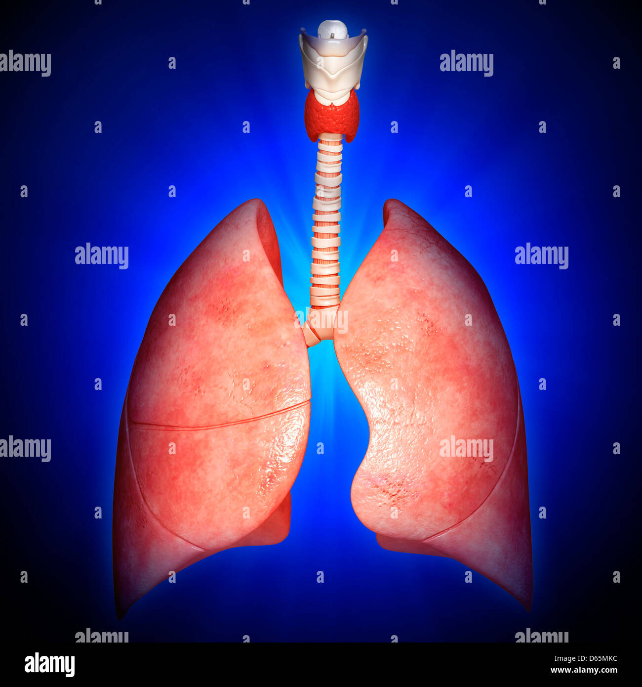 Polmoni sani, artwork Foto stock - Alamy