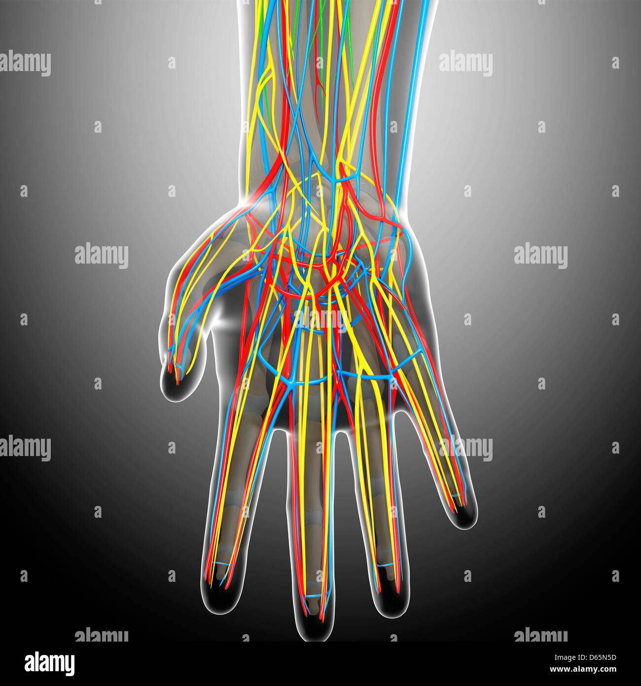 Anatomia della mano immagini e fotografie stock ad alta risoluzione - Alamy