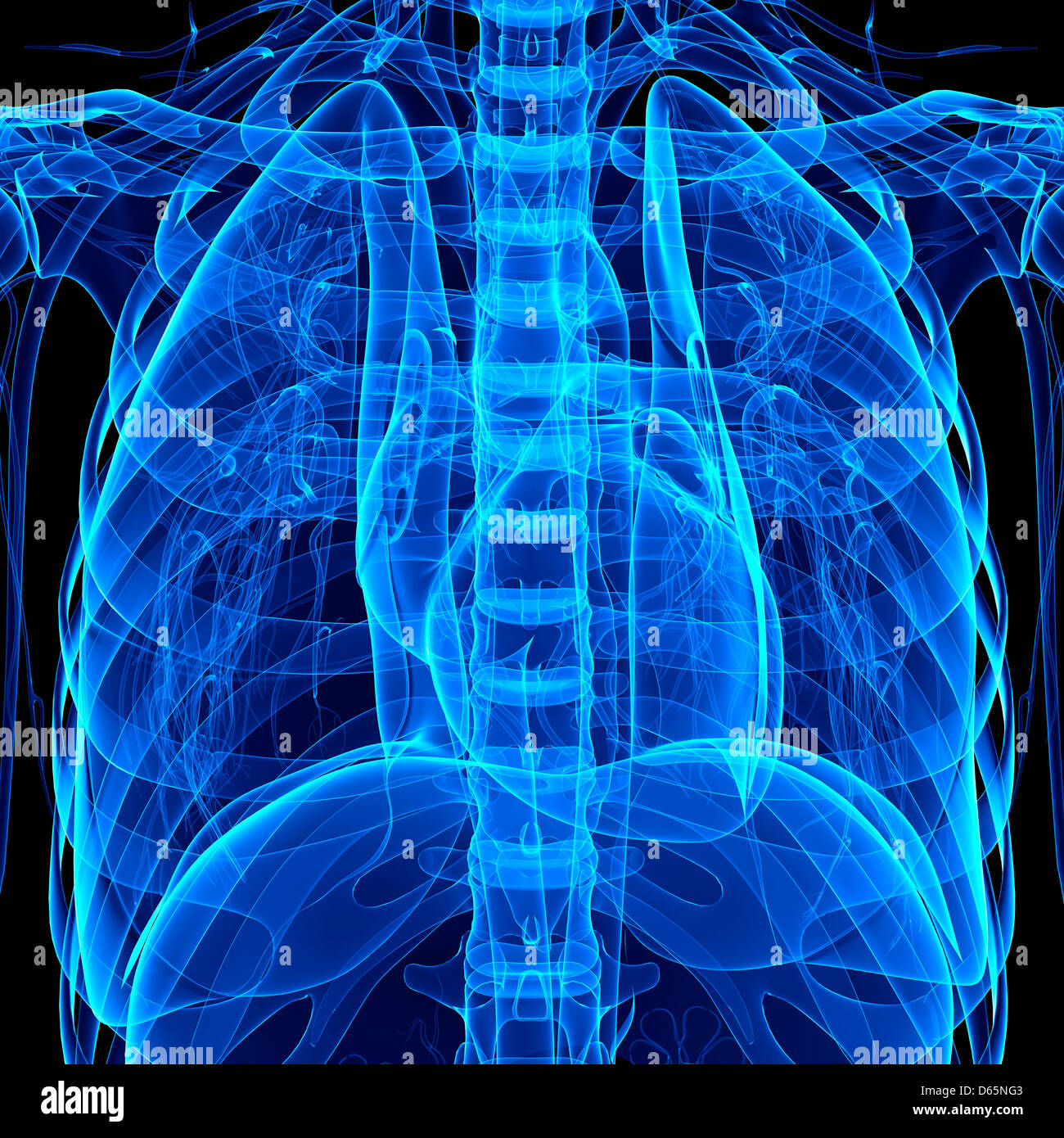 Anatomia del torace, artwork Foto stock - Alamy