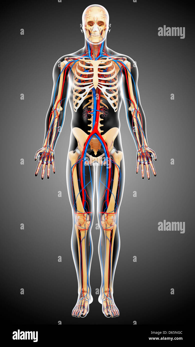 Arteria iliaca esterna immagini e fotografie stock ad alta risoluzione ...