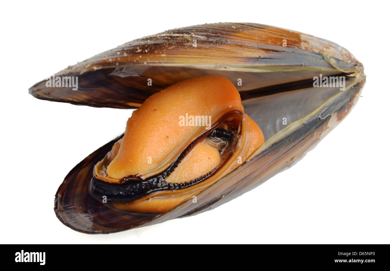 Cozza su uno sfondo bianco - impepata di cozze Foto stock - Alamy