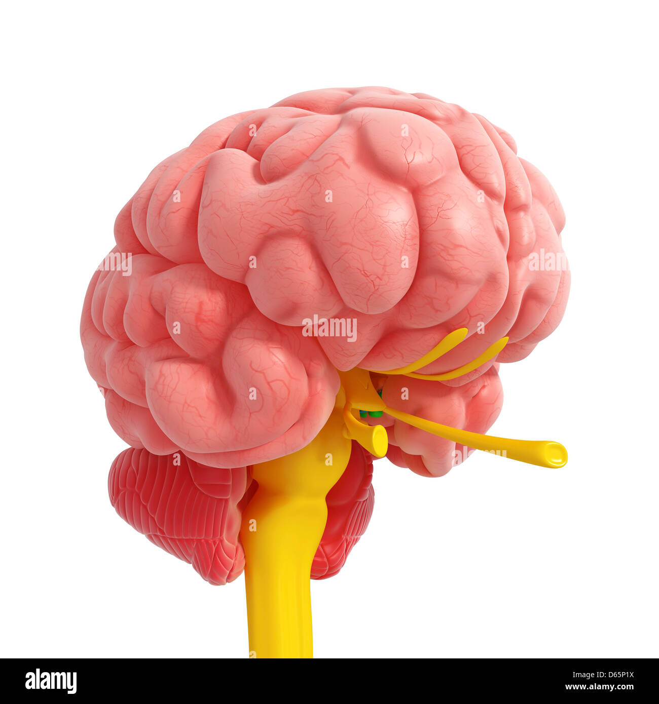 Anatomia del cervello, artwork Foto stock - Alamy