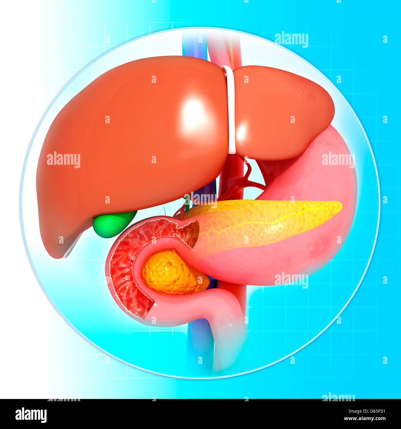 Anatomia del fegato e del pancreas immagini e fotografie stock ad alta ...