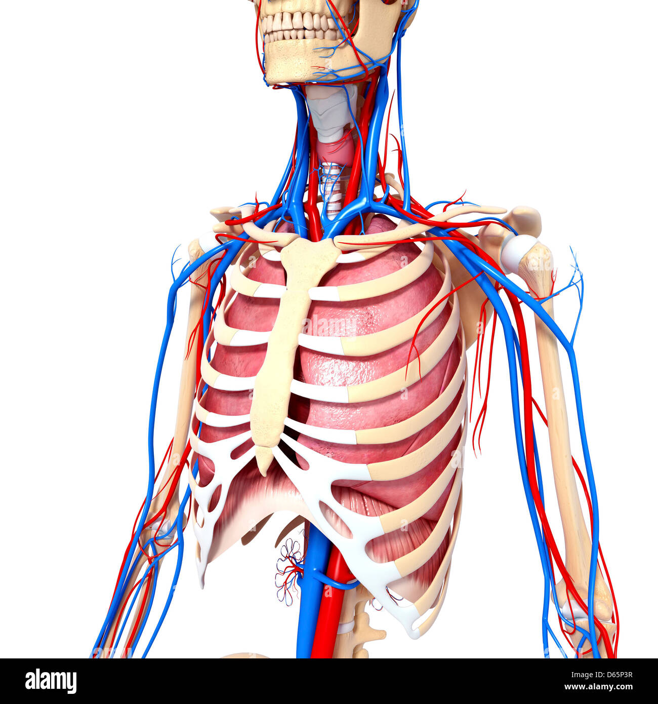 Anatomia del torace, artwork Foto stock - Alamy