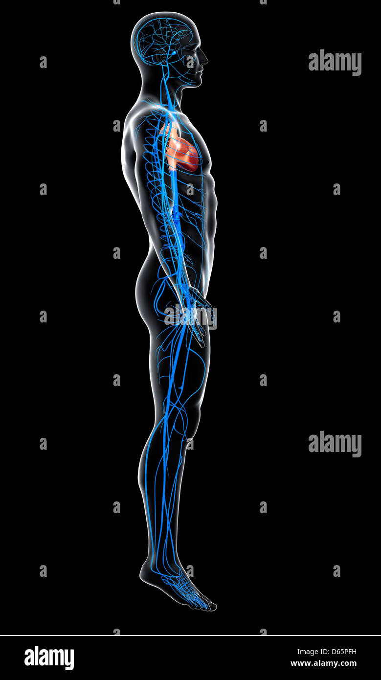 Vene umane immagini e fotografie stock ad alta risoluzione - Alamy