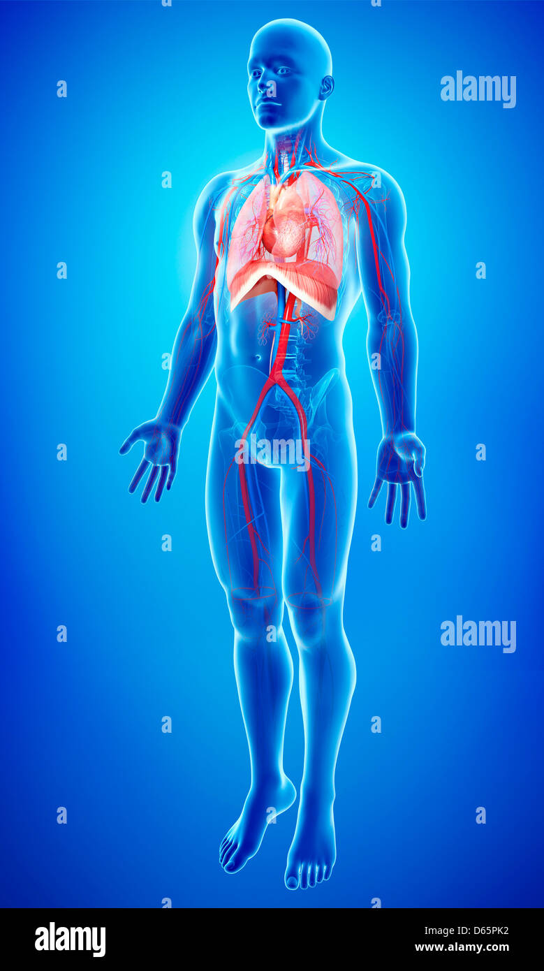 Anatomia del torace maschile immagini e fotografie stock ad alta ...