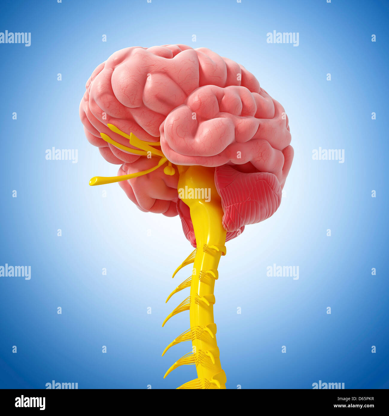 Anatomia del cervello, artwork Foto stock - Alamy