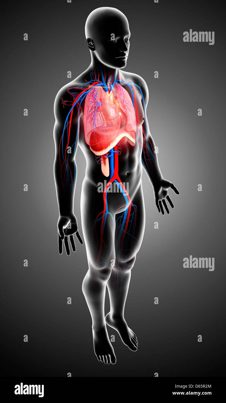 Anatomia del torace maschile immagini e fotografie stock ad alta ...