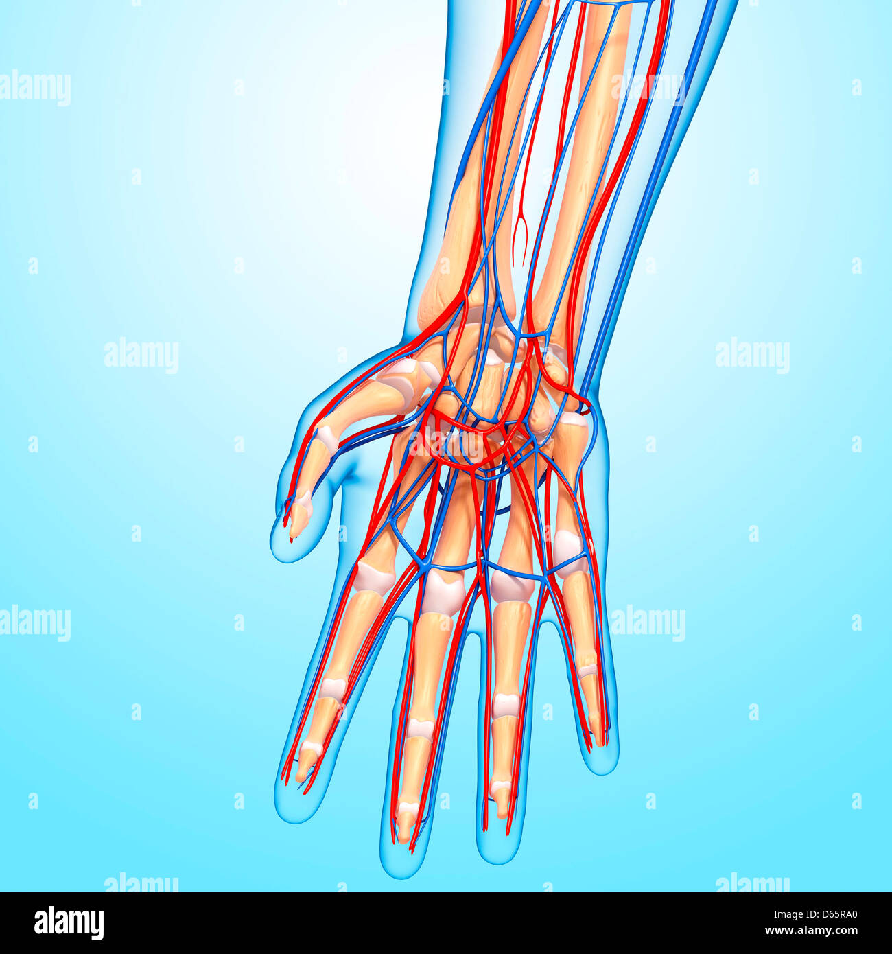Mano Anatomia Immagini e Fotos Stock - Alamy