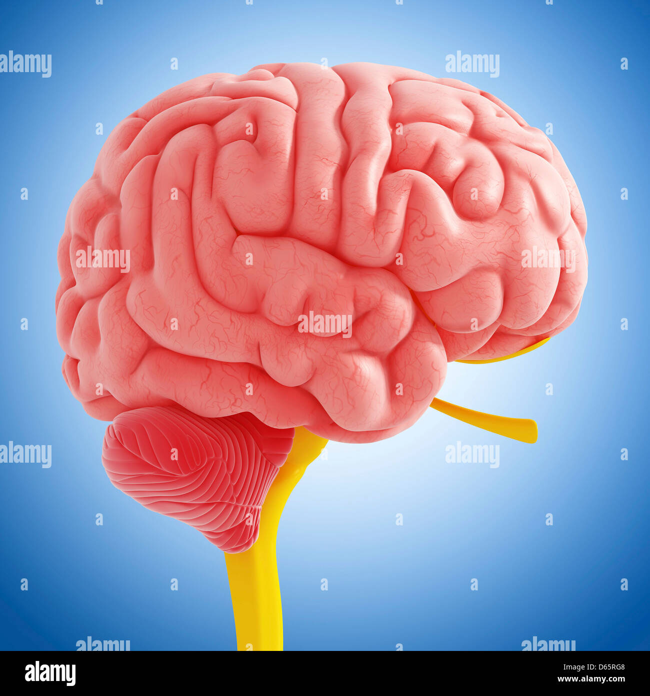 Midollo Spinale E Cervello Immagini e Fotos Stock - Alamy