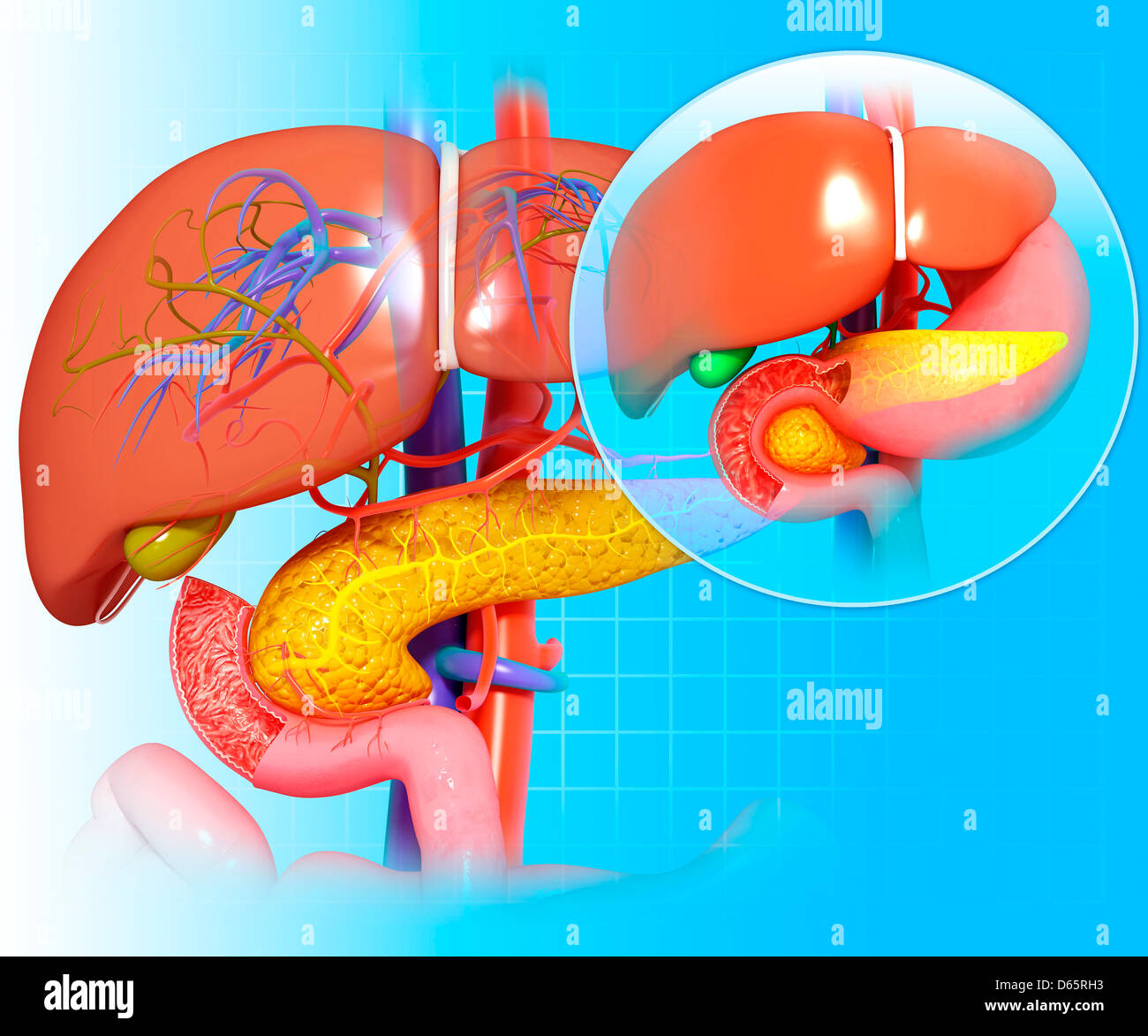 Anatomia del fegato e del pancreas immagini e fotografie stock ad alta ...