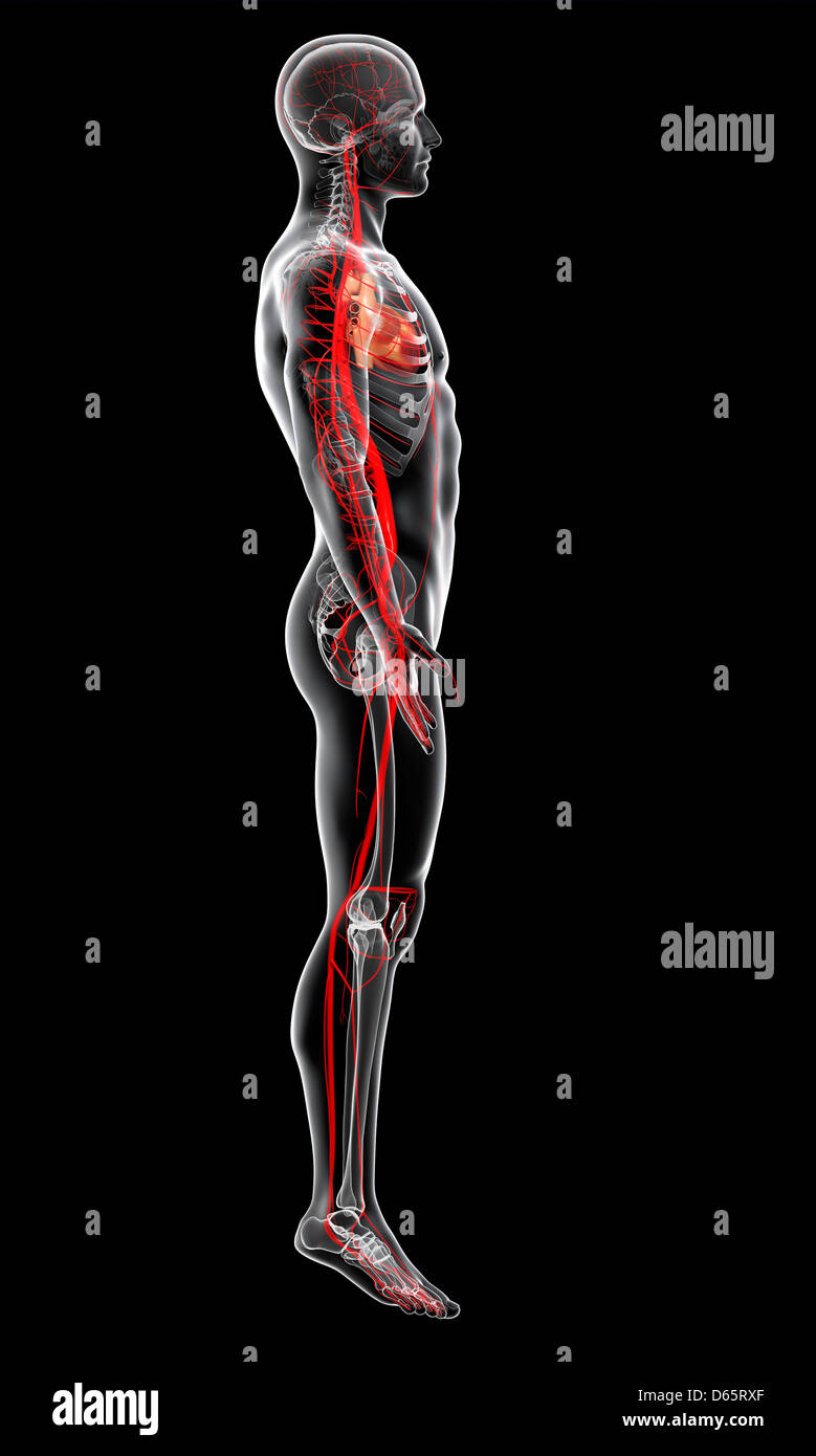 Anatomia Delle Arterie Immagini e Fotos Stock - Alamy