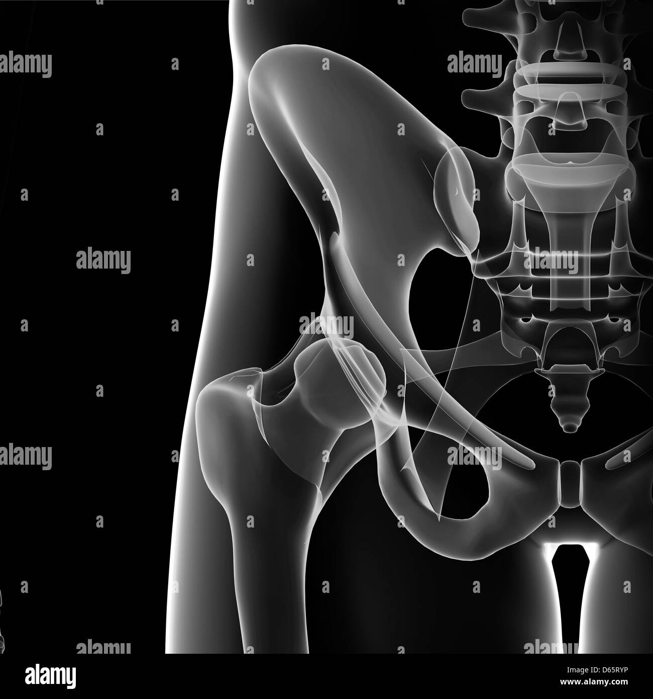 Anatomia bacino immagini e fotografie stock ad alta risoluzione - Alamy