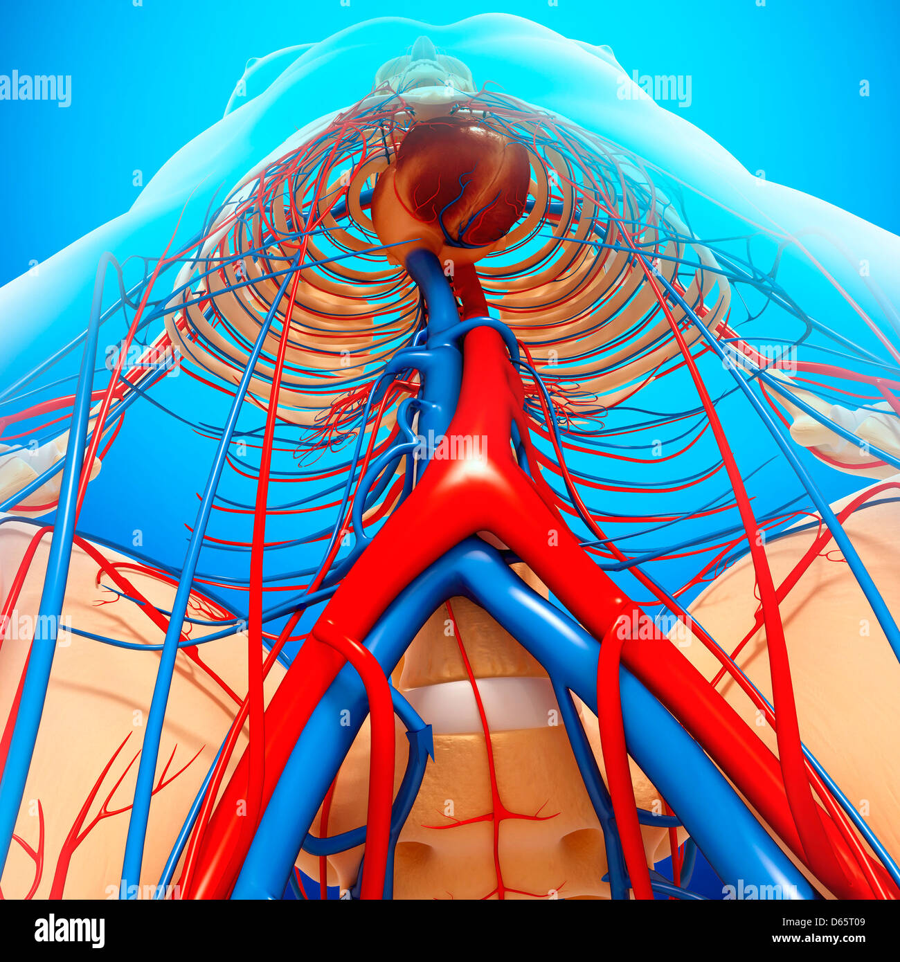 Anatomia addominale umana immagini e fotografie stock ad alta ...