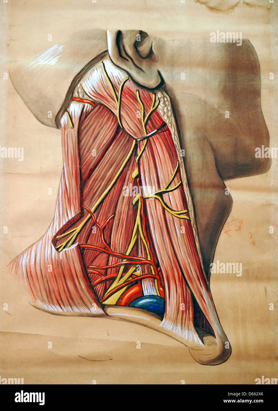 Anatomia del collo foto immagini e fotografie stock ad alta risoluzione ...