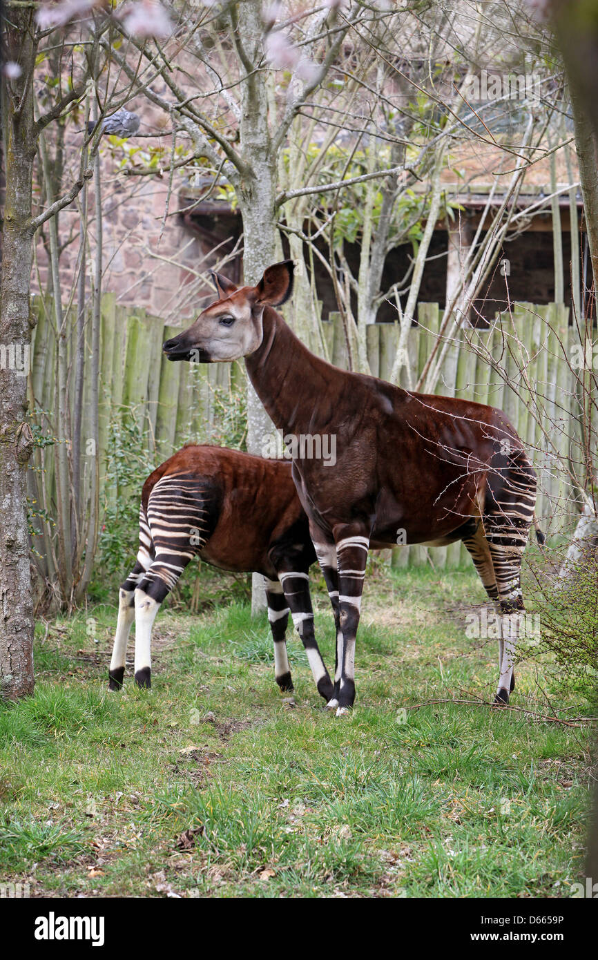 Okapi africa immagini e fotografie stock ad alta risoluzione - Alamy