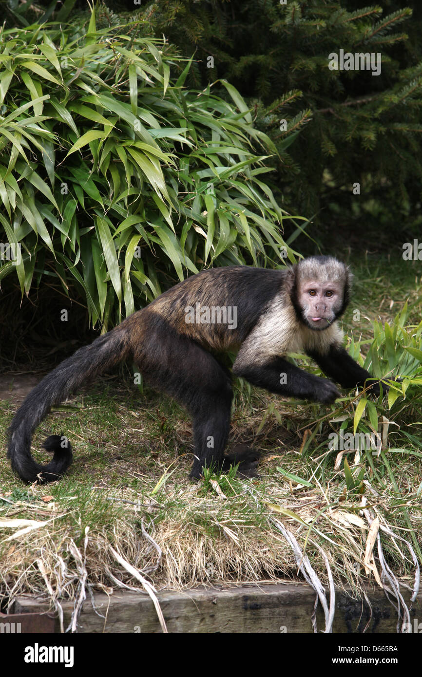Scimmia pelosa immagini e fotografie stock ad alta risoluzione - Alamy
